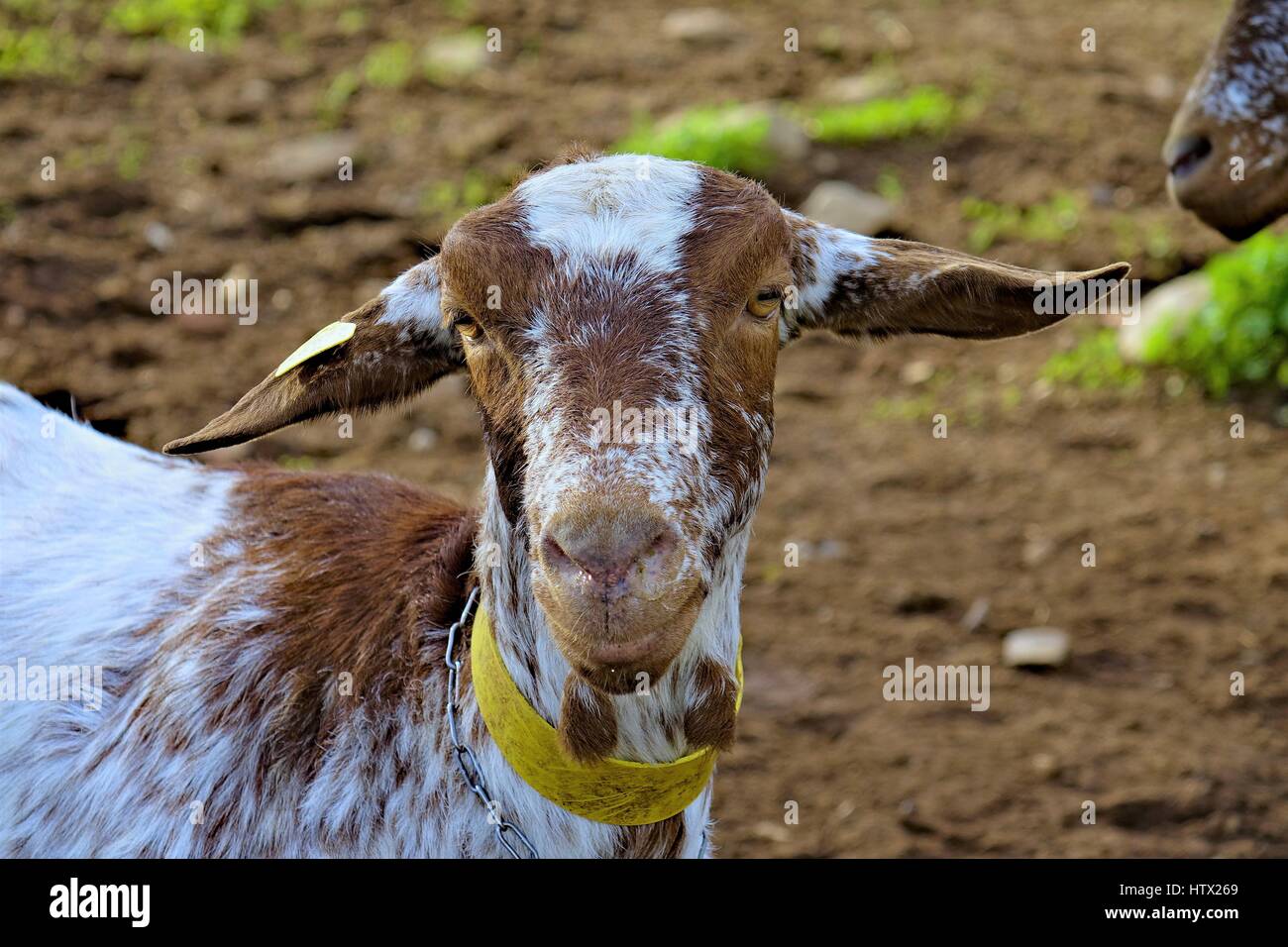 Goats of the Florida breed in agricultural exploitation in Spain Stock ...