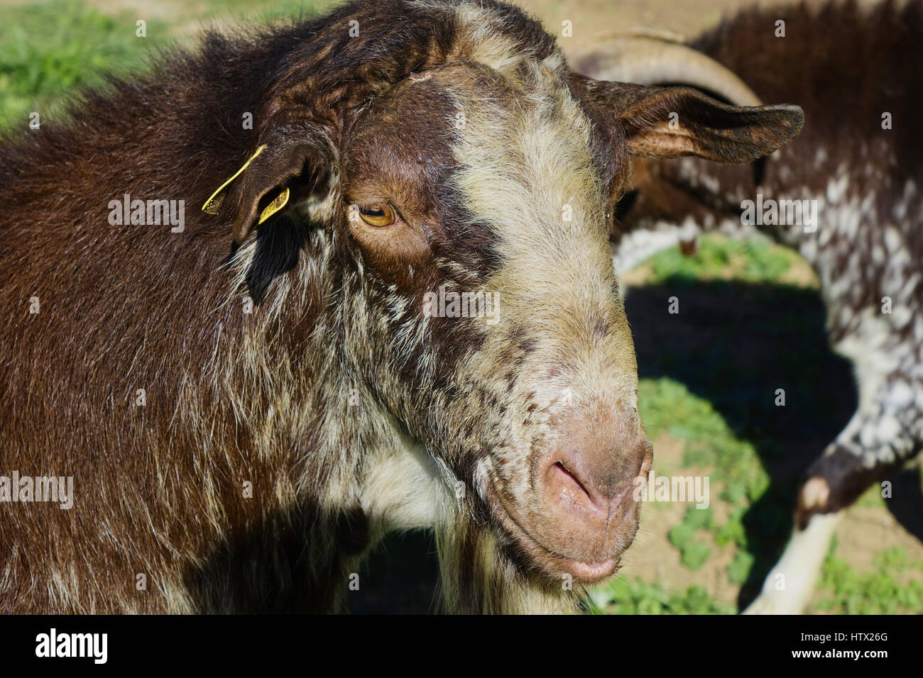 Male goats of the Florida breed in agricultural exploitation in Spain ...