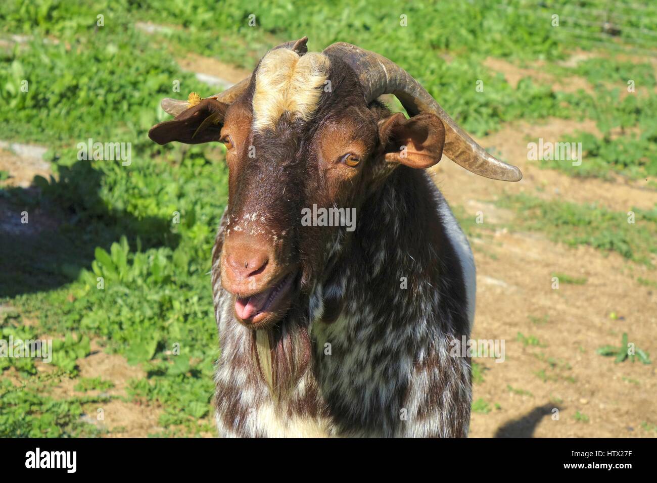 Male goats of the Florida breed in agricultural exploitation in Spain ...