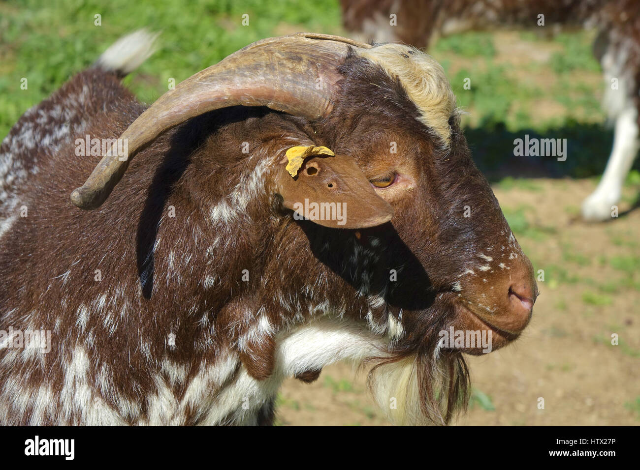 Bovids hi-res stock photography and images - Alamy