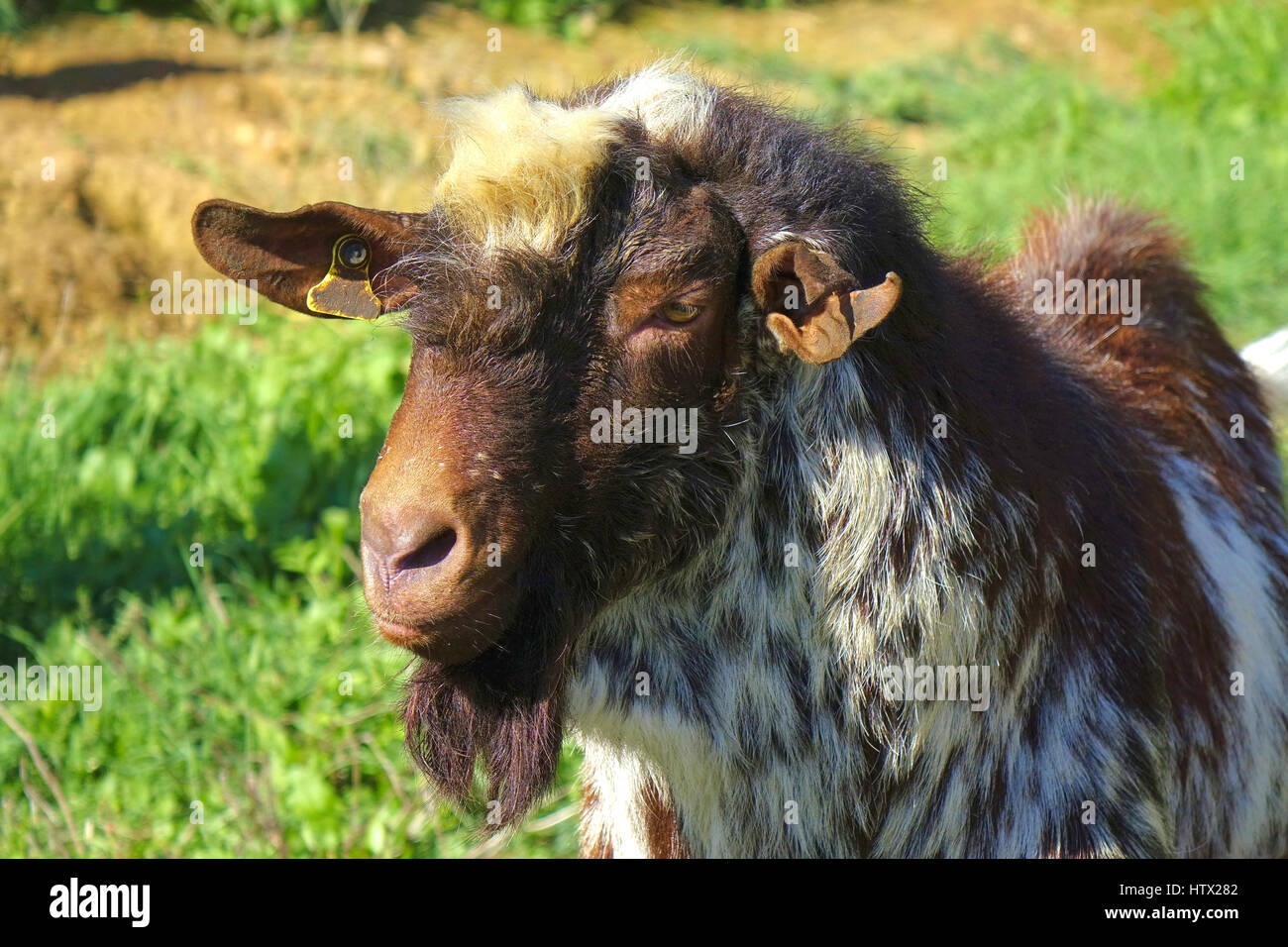Male goats of the Florida breed in agricultural exploitation in Spain ...