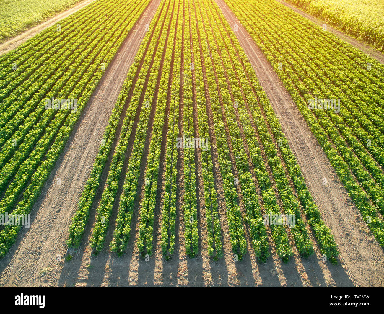 Rows of green soybean Stock Photo - Alamy