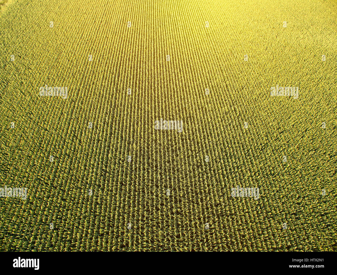 Green field of maize Stock Photo - Alamy
