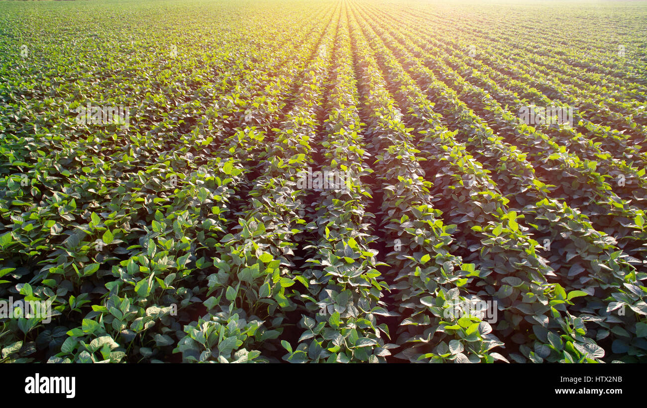 Sunny plantation with growing soya Stock Photo - Alamy