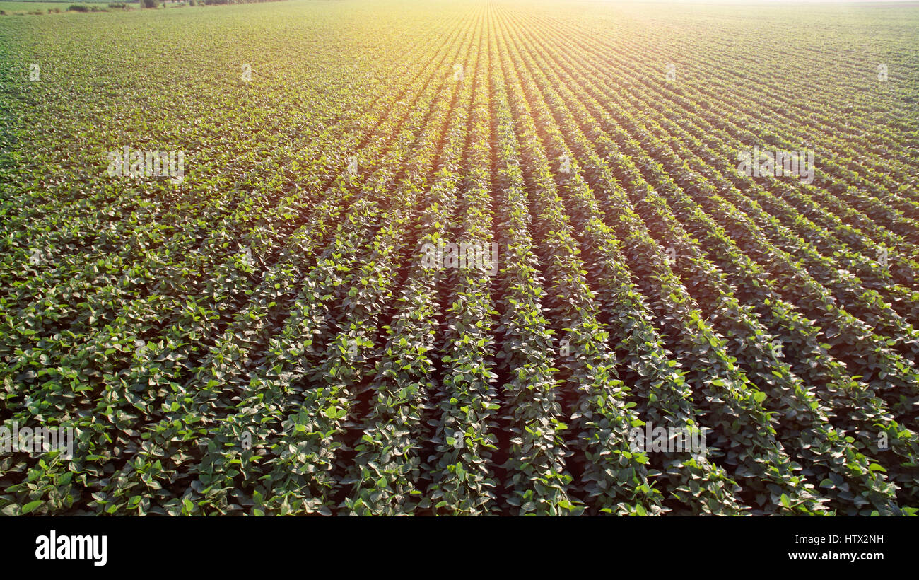 Soy field aerial hi-res stock photography and images - Alamy
