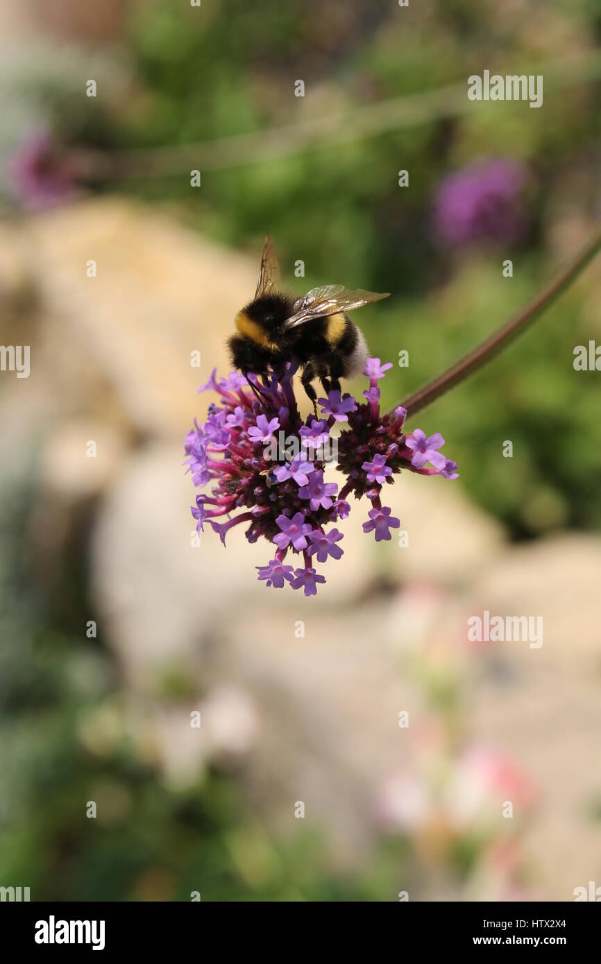 Bee resting on a flower Stock Photo - Alamy