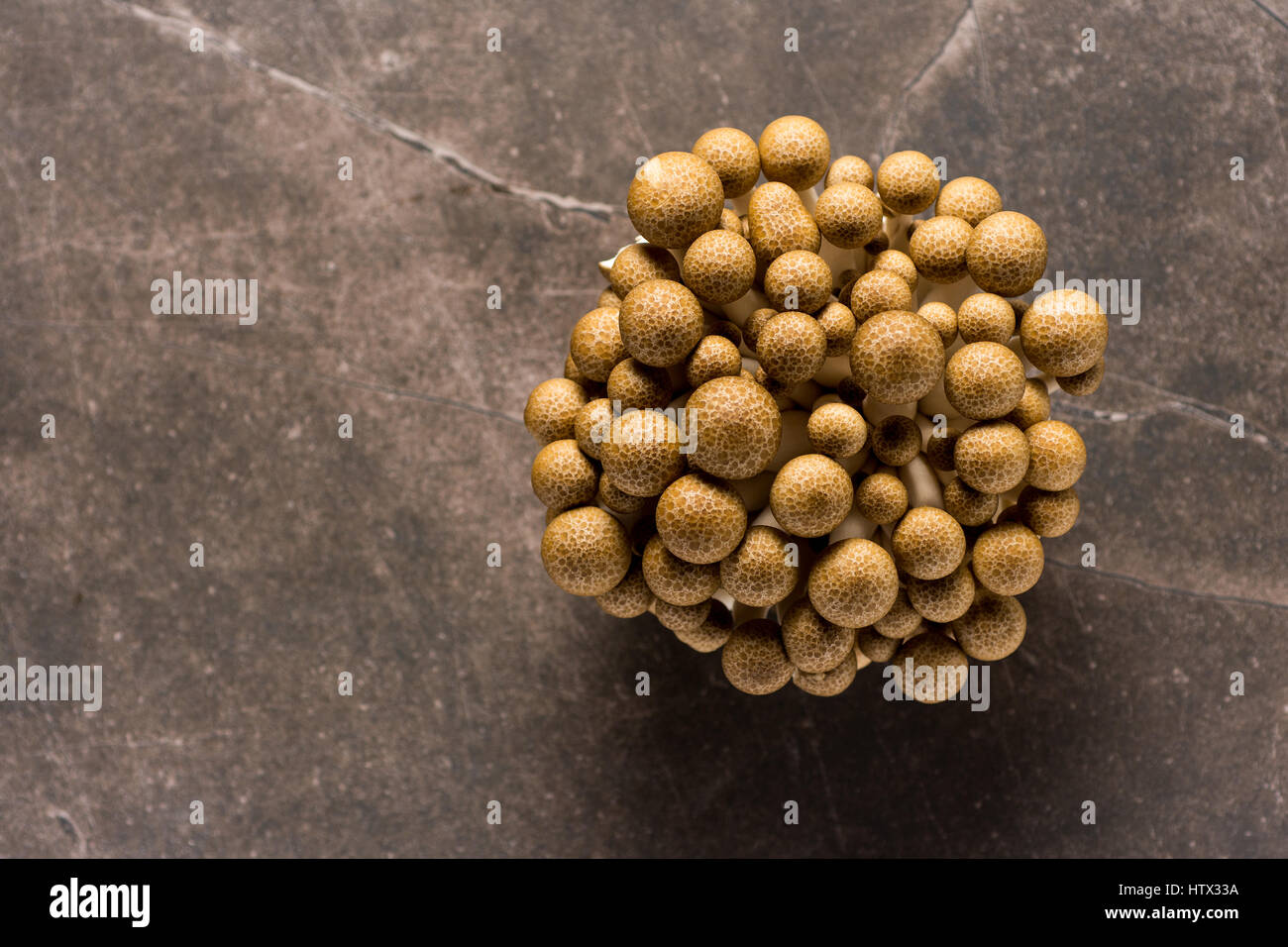 Brown clamshell mushroom hi-res stock photography and images - Alamy