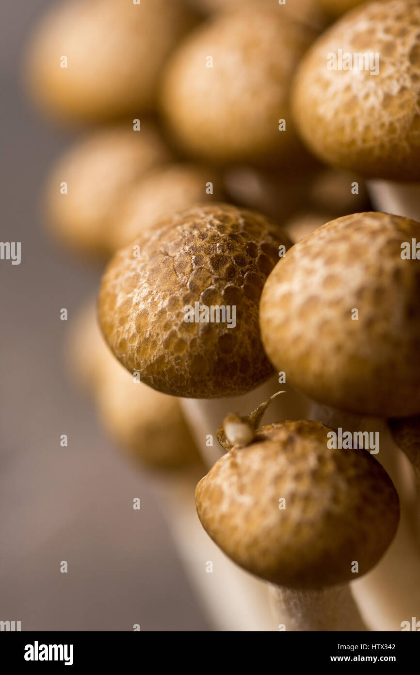 Brown Shimeji Mushrooms as Fungi Food Background Stock Photo - Alamy
