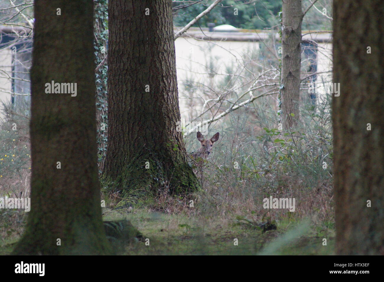 Deer in Woodland Stock Photo - Alamy