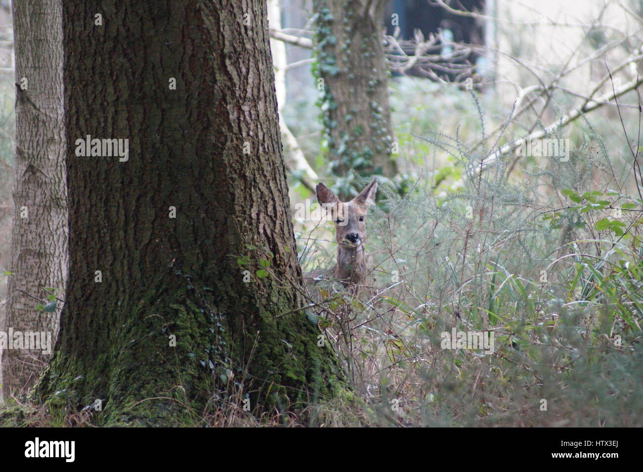 Deer in Woodland Stock Photo - Alamy