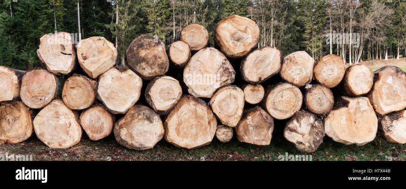 Stacked, labeled tree trunks Stock Photo - Alamy