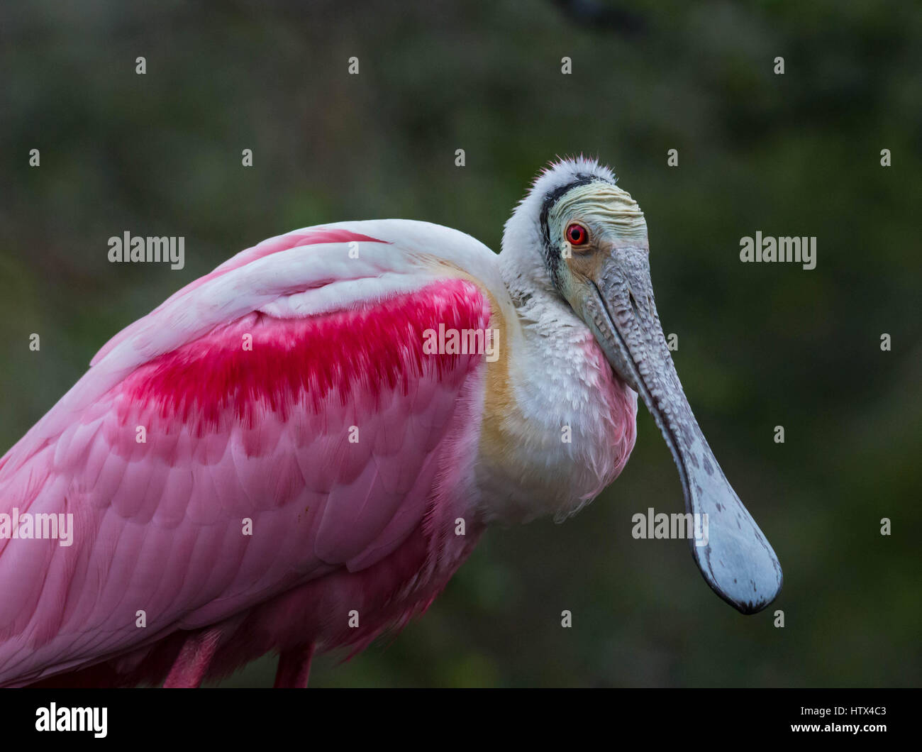 Red spoonbill hi-res stock photography and images - Alamy