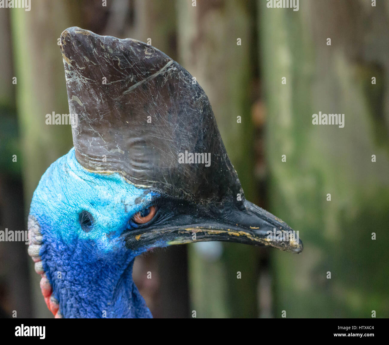 Cassowary Head High Resolution Stock Photography and Images - Alamy