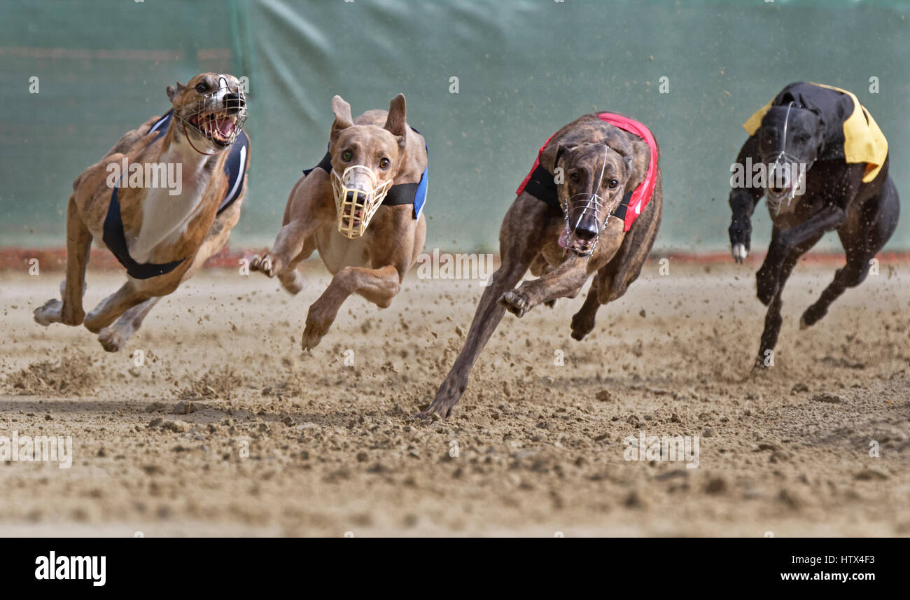 Greyhounds Racing Videos