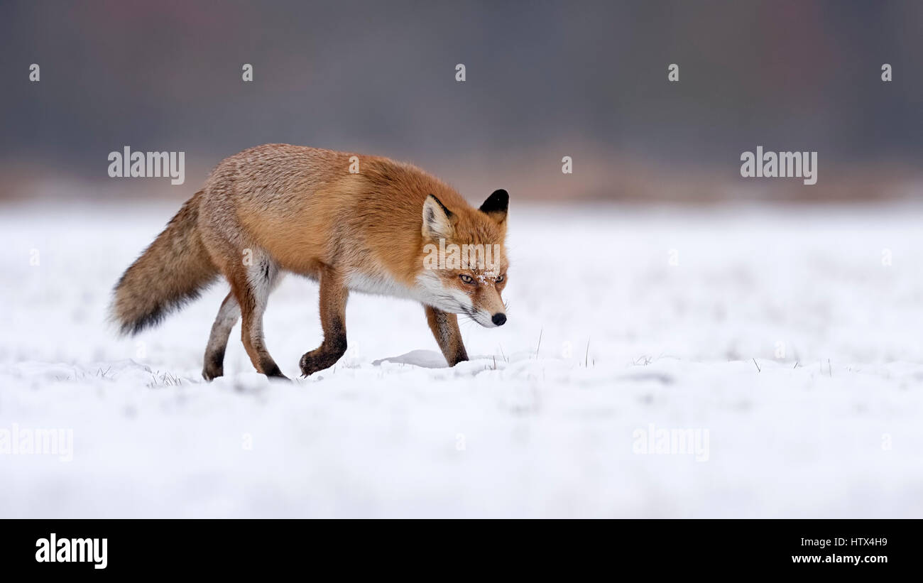 Red fox running in snow hi-res stock photography and images - Alamy