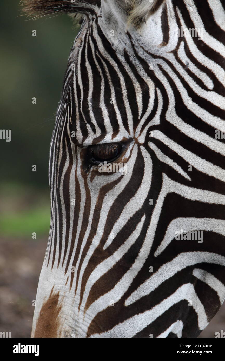 Zebra crossing! side of face shot of a zebra at West Midlands safari ...