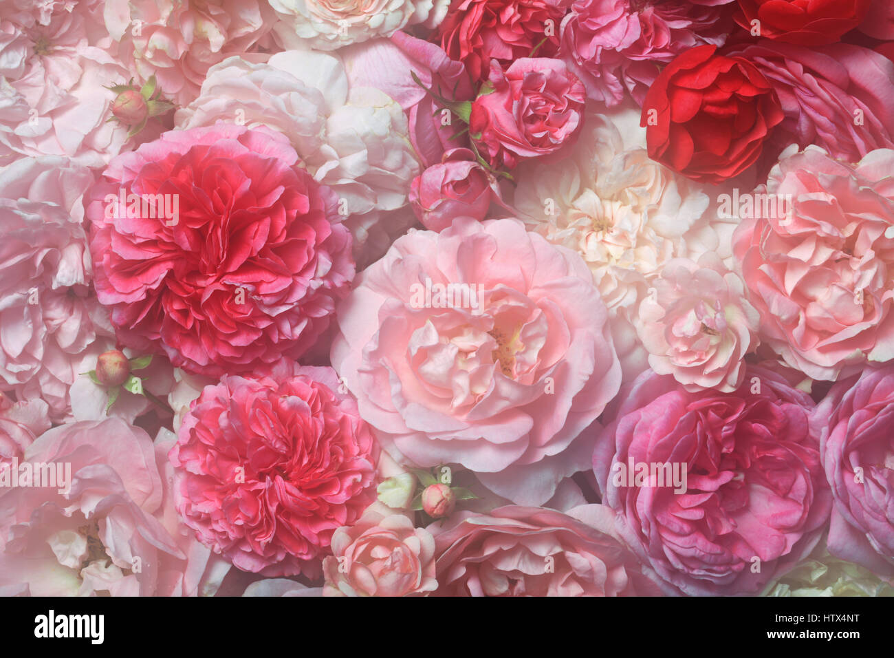 Beautiful pink english and french spring roses background Stock Photo ...