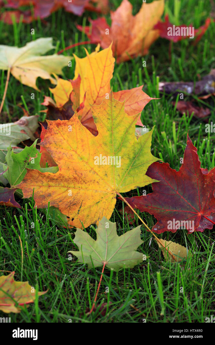 Details autumn maple tree hi-res stock photography and images - Alamy