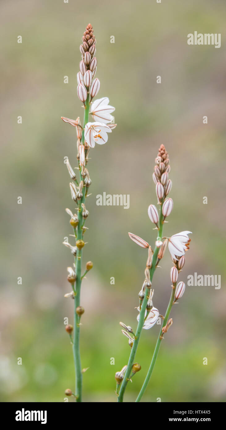 Hollow stemmed asphodel hi-res stock photography and images - Alamy
