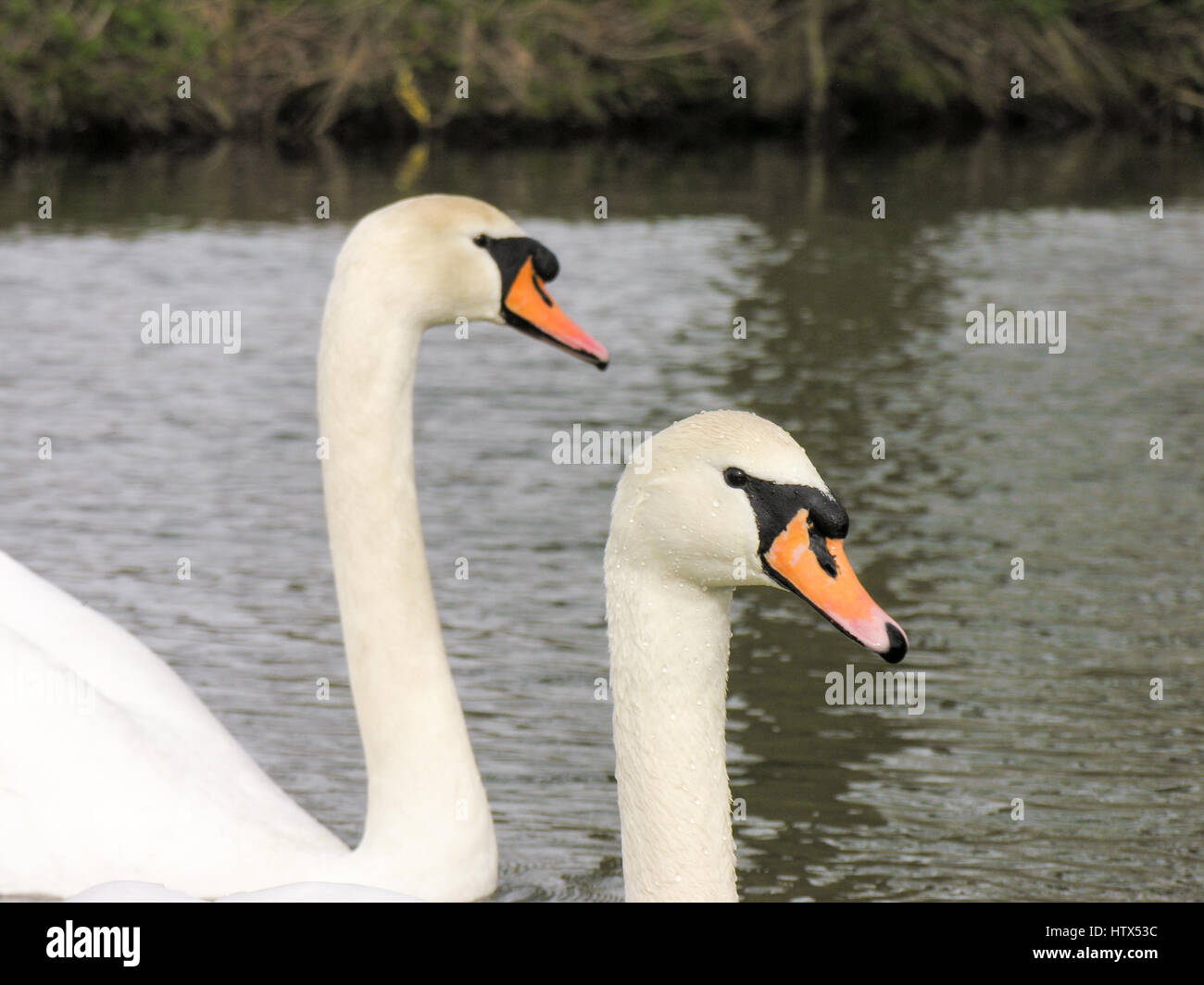 Two sweet swans on the river stour down at Dedham Stock Photo - Alamy