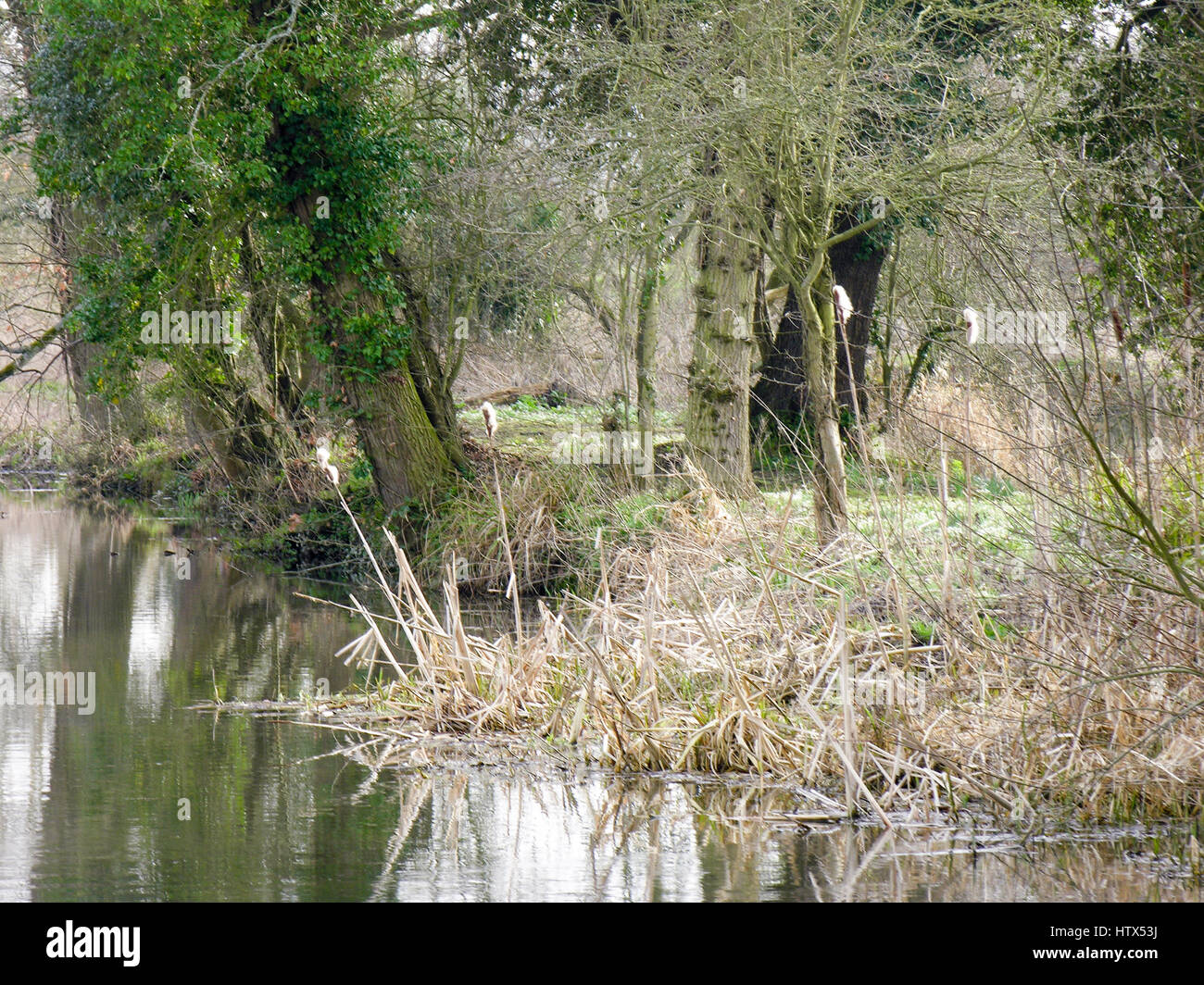 Some lush reeds in the river at Flatford Mill Stock Photo - Alamy
