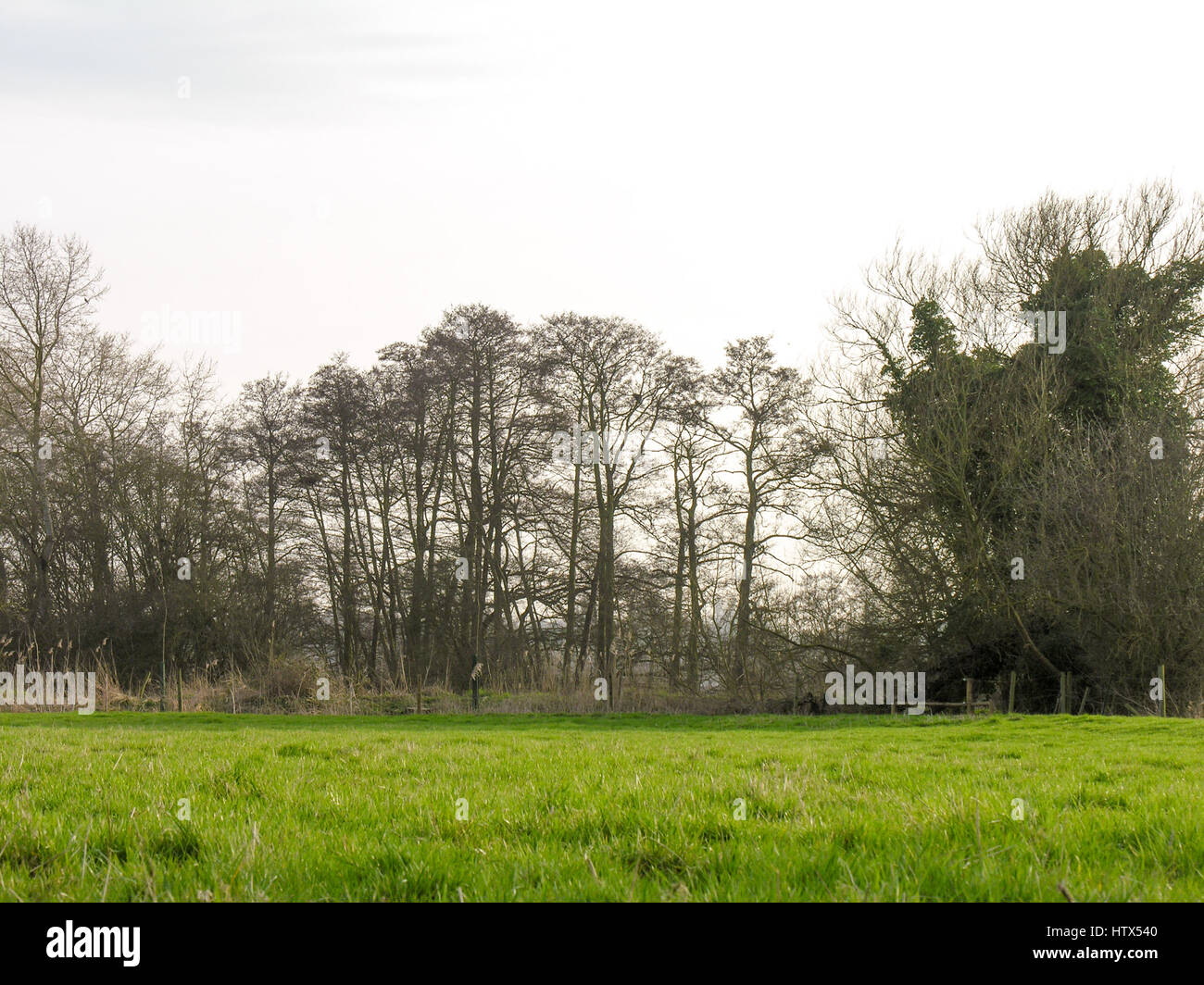 A lush landscape as seen from the perspective of the ground Stock Photo ...