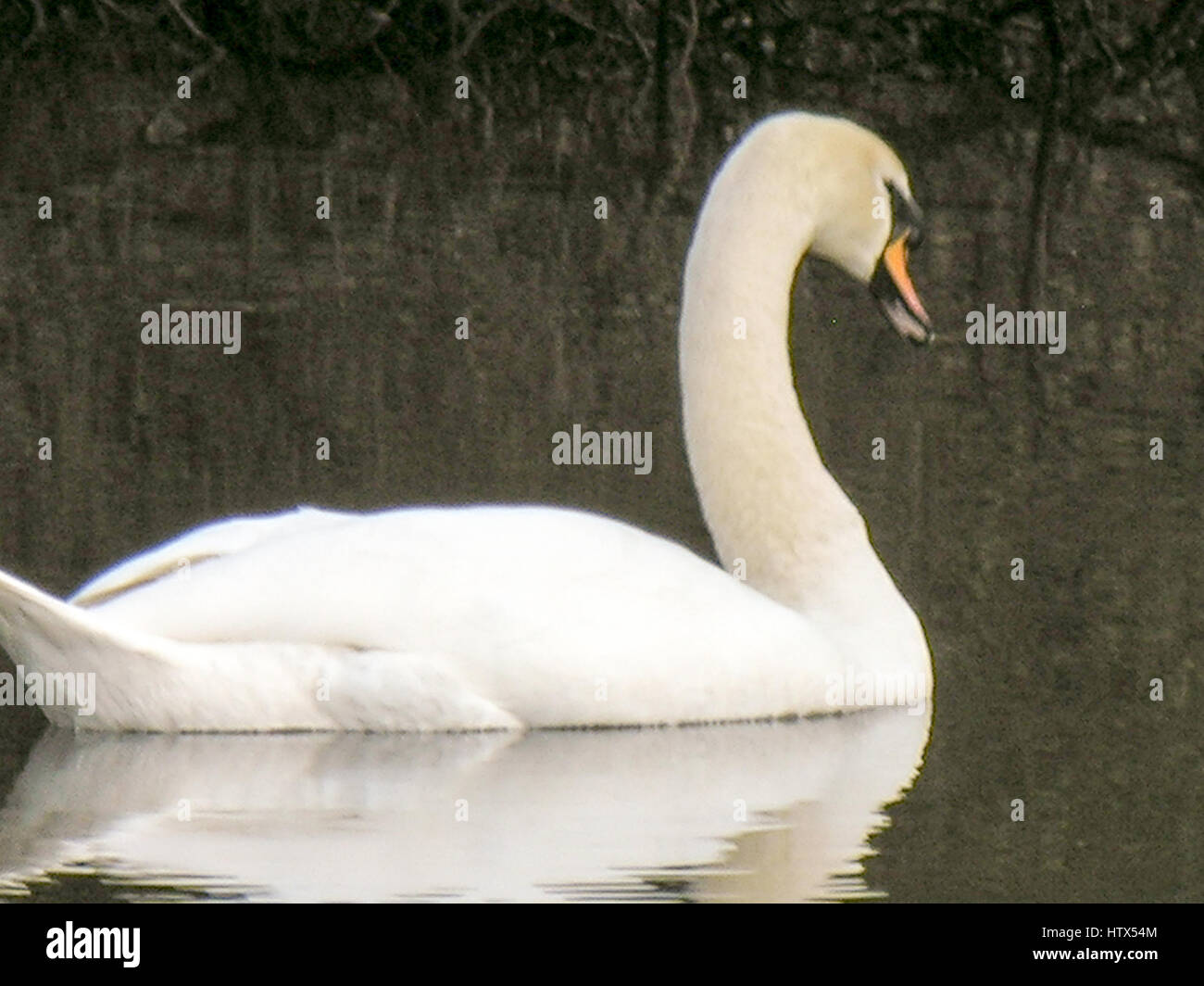 This swan turns his back as he follows his mate down the stream Stock ...