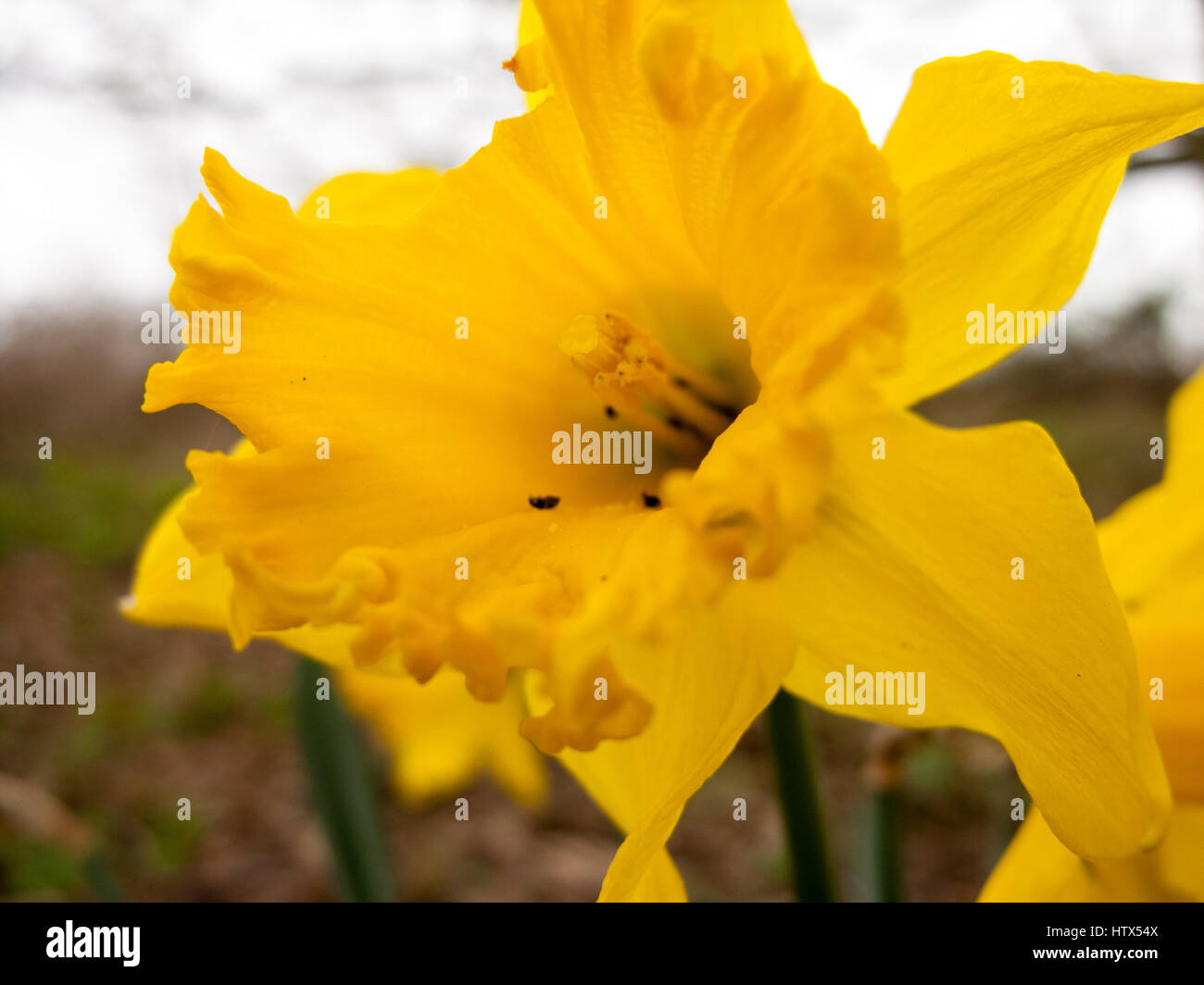 Yello daffodil flower hi-res stock photography and images - Alamy
