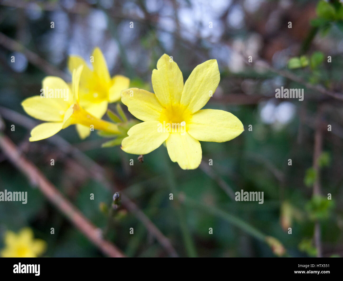 Pastel de flores hi-res stock photography and images - Alamy