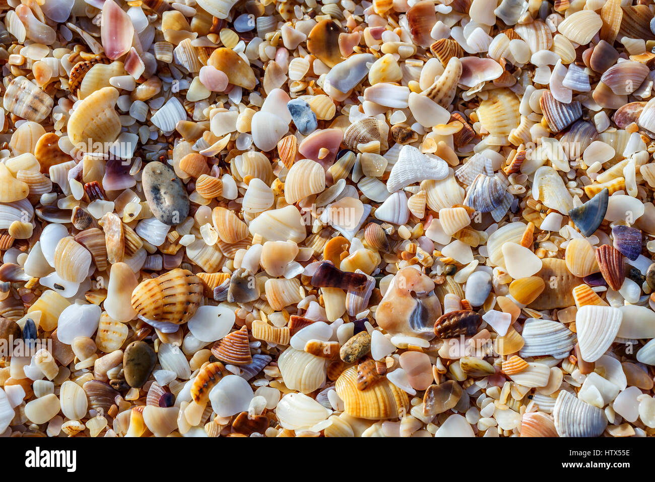 Sea shell closeup hi-res stock photography and images - Alamy