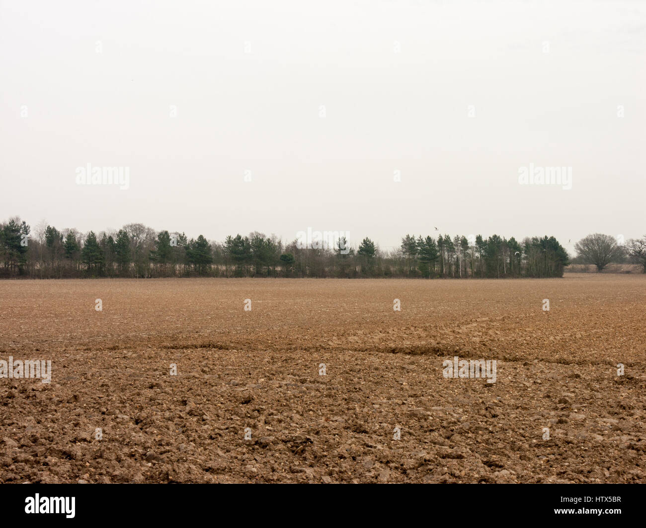 A dirty plot of soil during spring time, waiting to be filled with lots ...