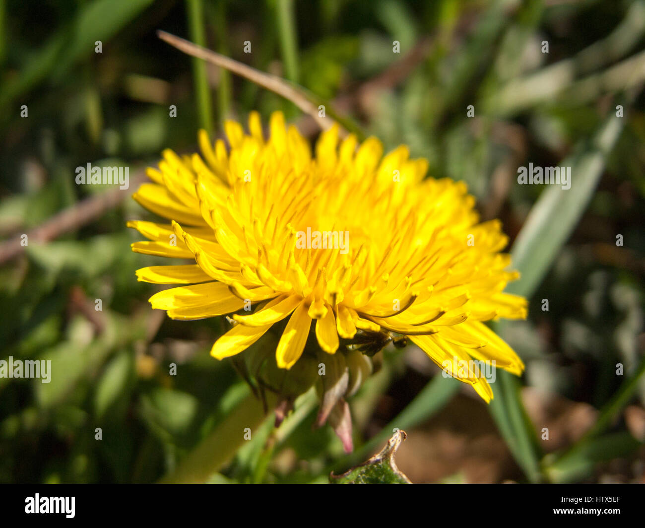 Dandelion seeds fly in rays hi-res stock photography and images - Alamy