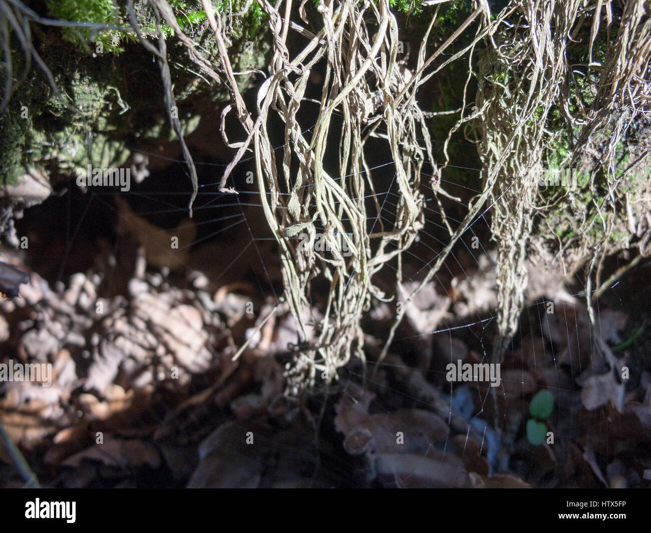 A nice crisp shot of strands of a spider's web Stock Photo - Alamy