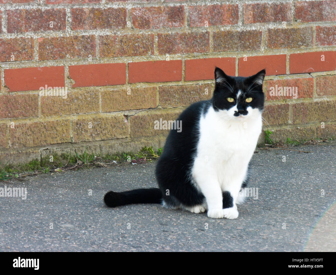 A care pulling a strange stare Stock Photo - Alamy
