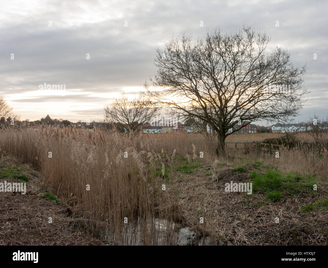 A tree and some reeds with a lovely setting sky Stock Photo - Alamy