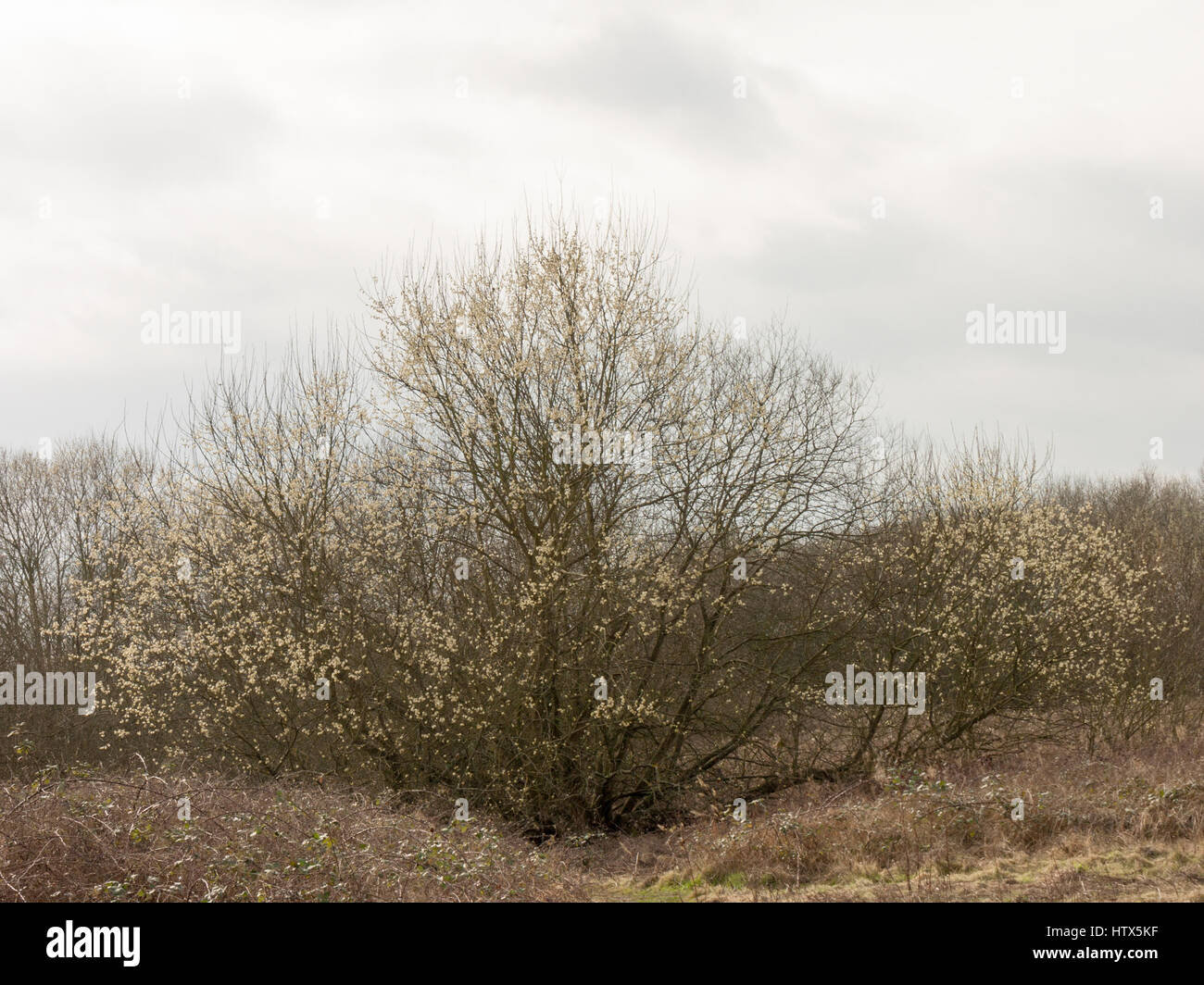 A Beautiful tree coming back to life in early spring Stock Photo - Alamy