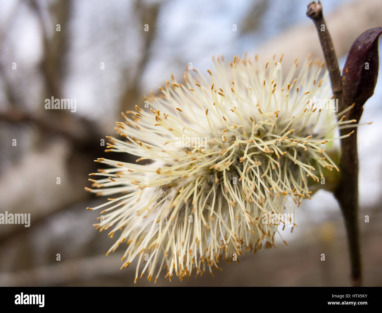 Cluster of single white rose flowers hi-res stock photography and ...
