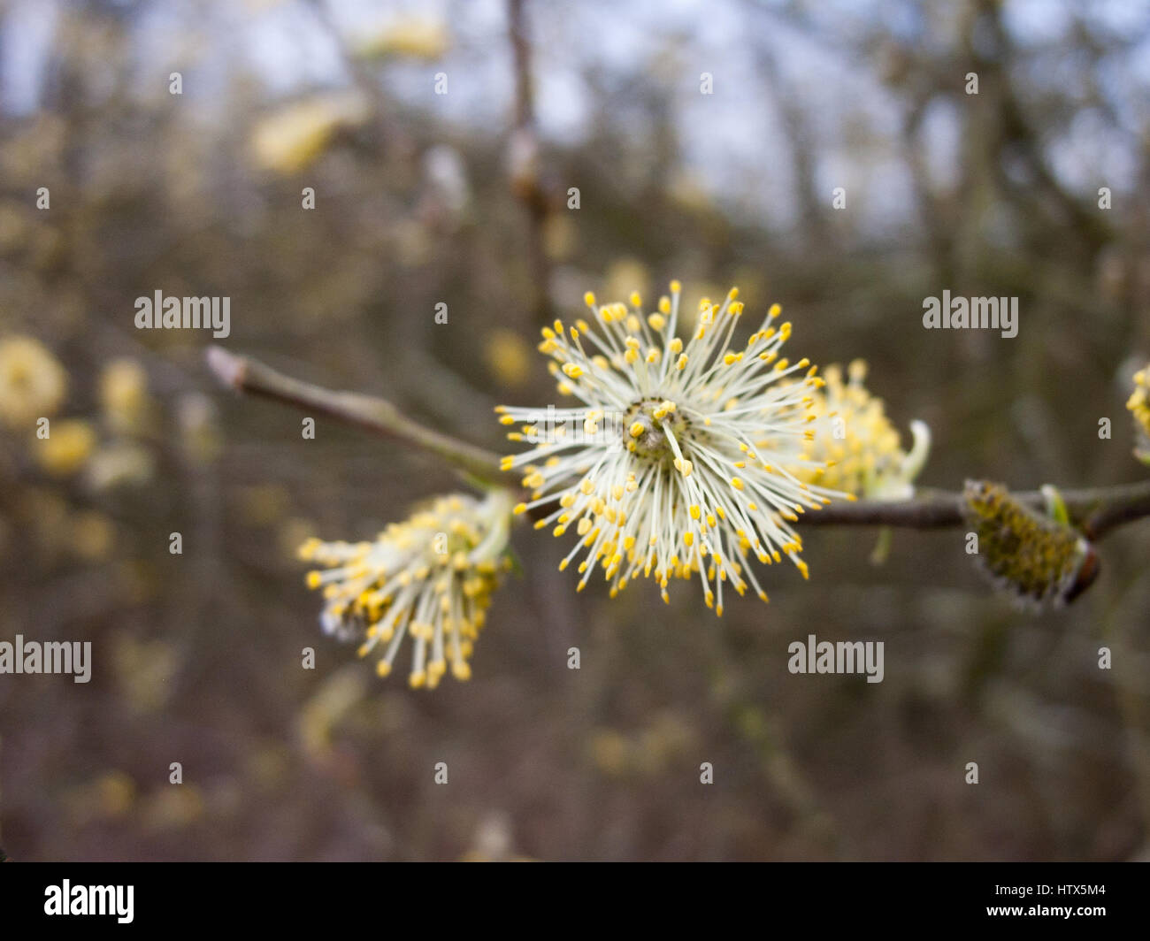 A close-up of some more white and spiny flower heads Stock Photo - Alamy