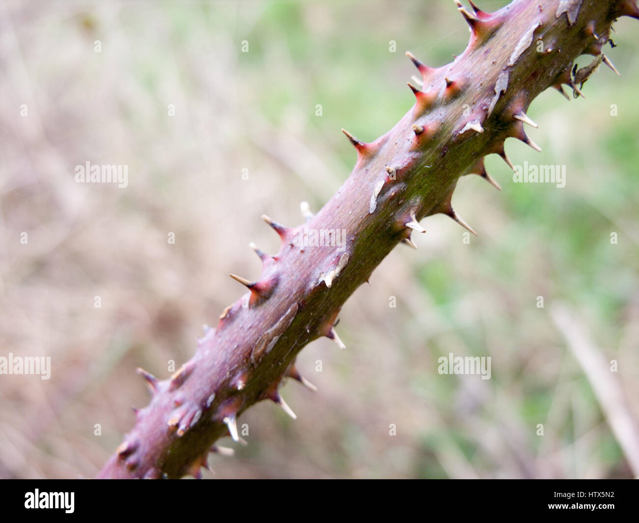 Blackberry Wild Berry Branch Fruit Black Food Bramble High Resolution ...