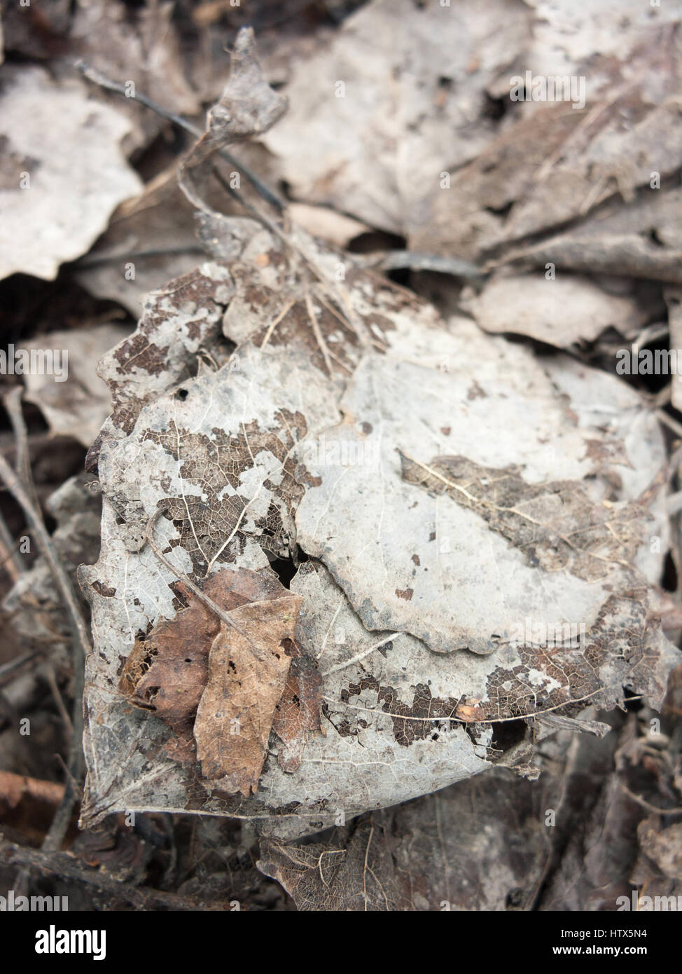 A macro-shot of the dead, leafy ground Stock Photo - Alamy