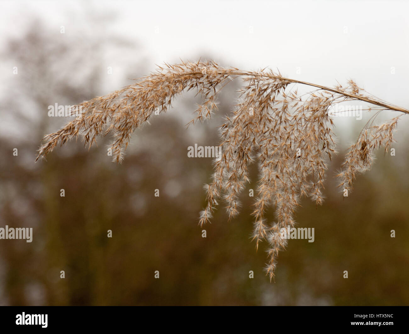 A shot of a crisp hanging reed Stock Photo - Alamy
