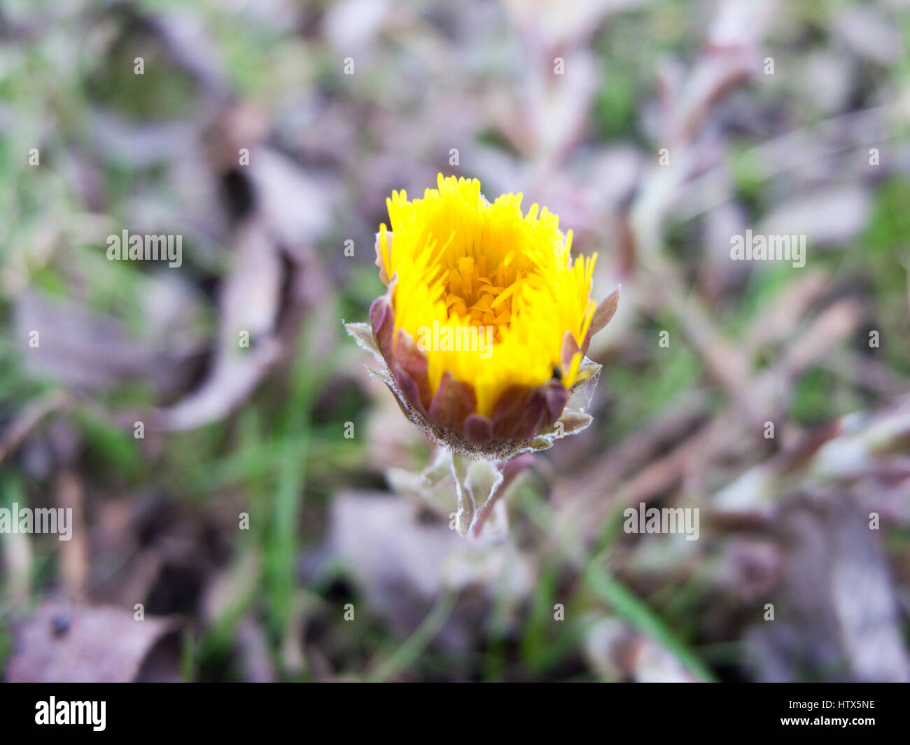 A beautiful yellow bud Stock Photo - Alamy