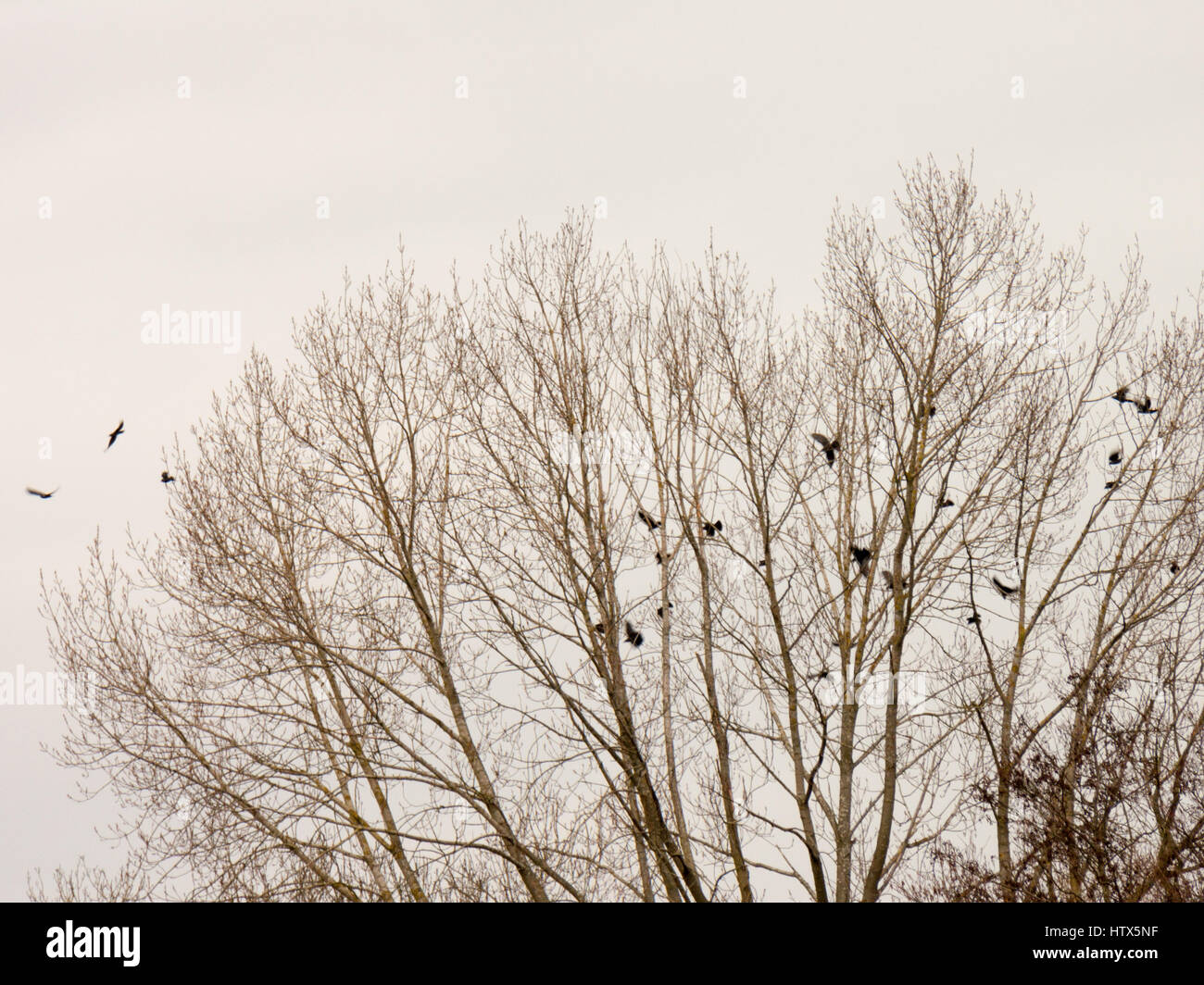 A murder of crows departing together from a dead tree Stock Photo - Alamy