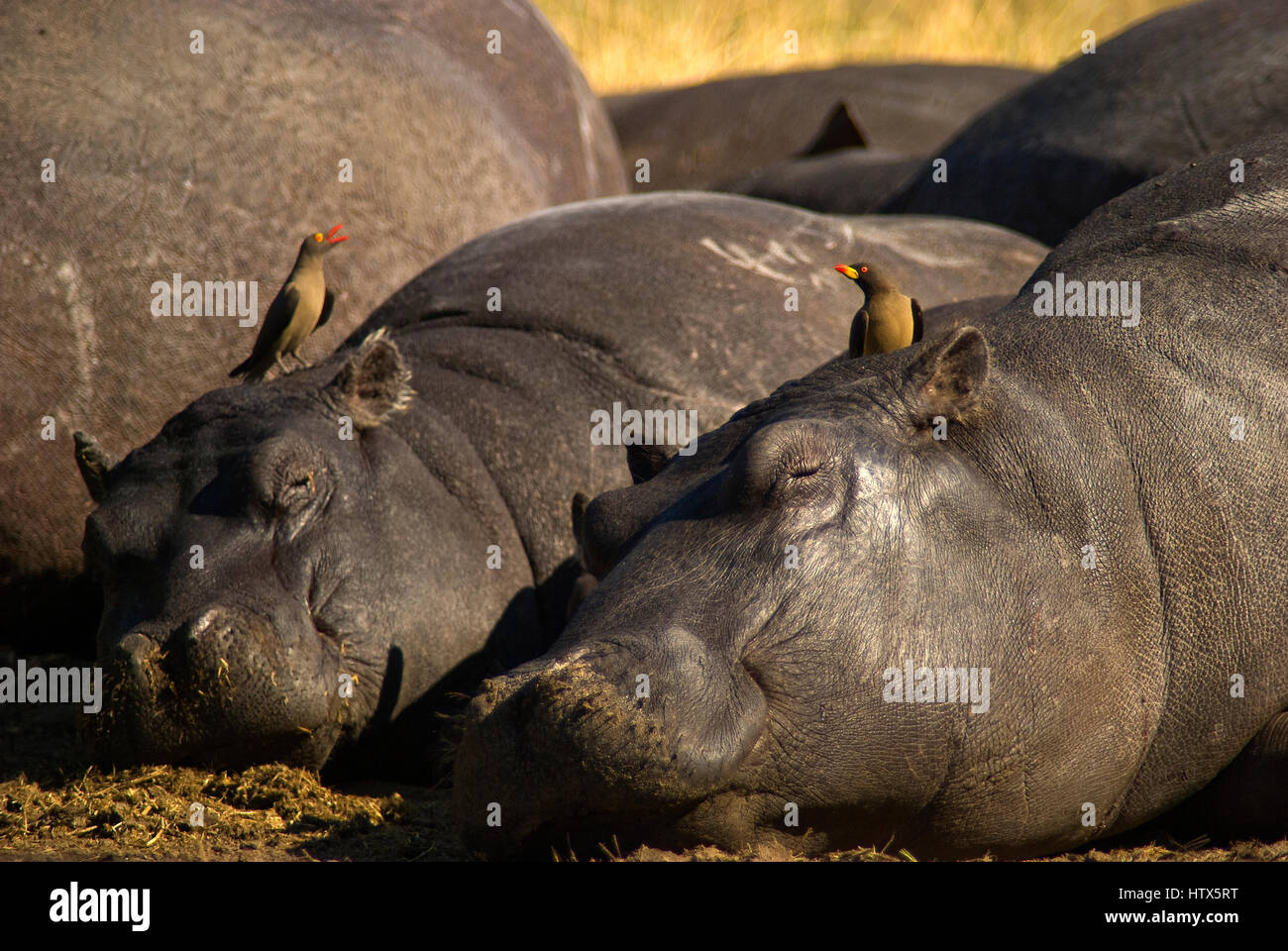 Eating hippos hi-res stock photography and images - Alamy