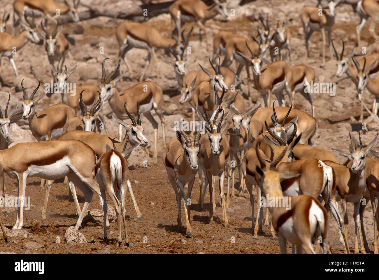 Springbok national animal hi-res stock photography and images - Alamy