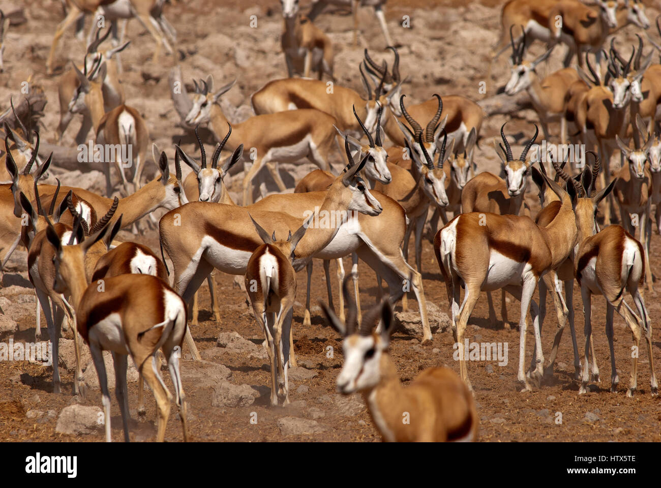 Springbok herd at Okaukuejo waterhole, Etosha National Park, Namibia ...