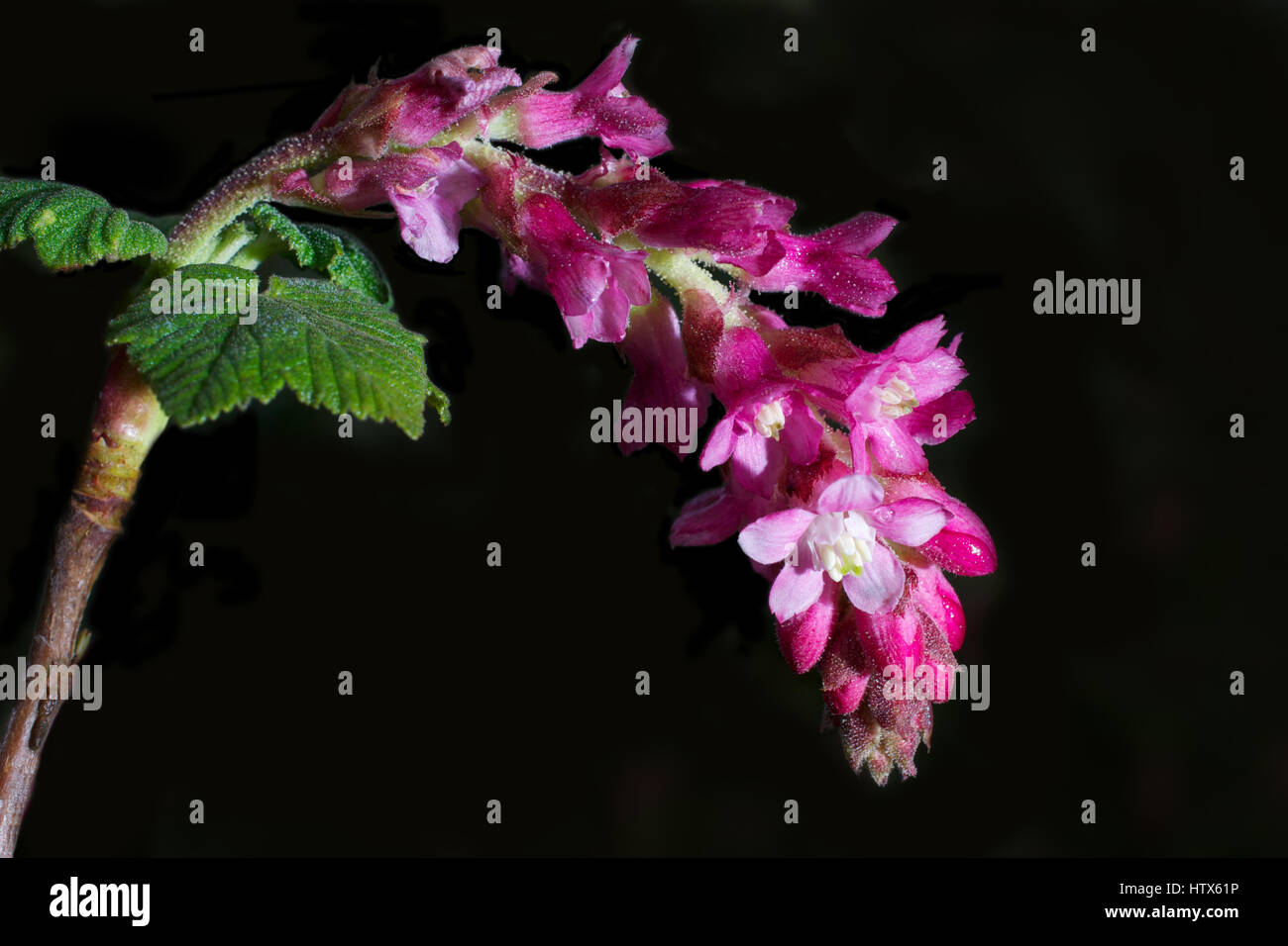 Pink flowers of Chaparral Currant, Ribes malvaceum, against black ...