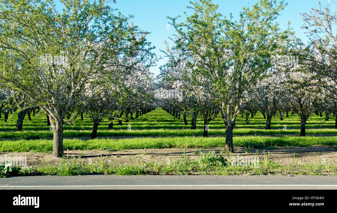 Panoramic view of almond blossoms in orchard photographed from across ...