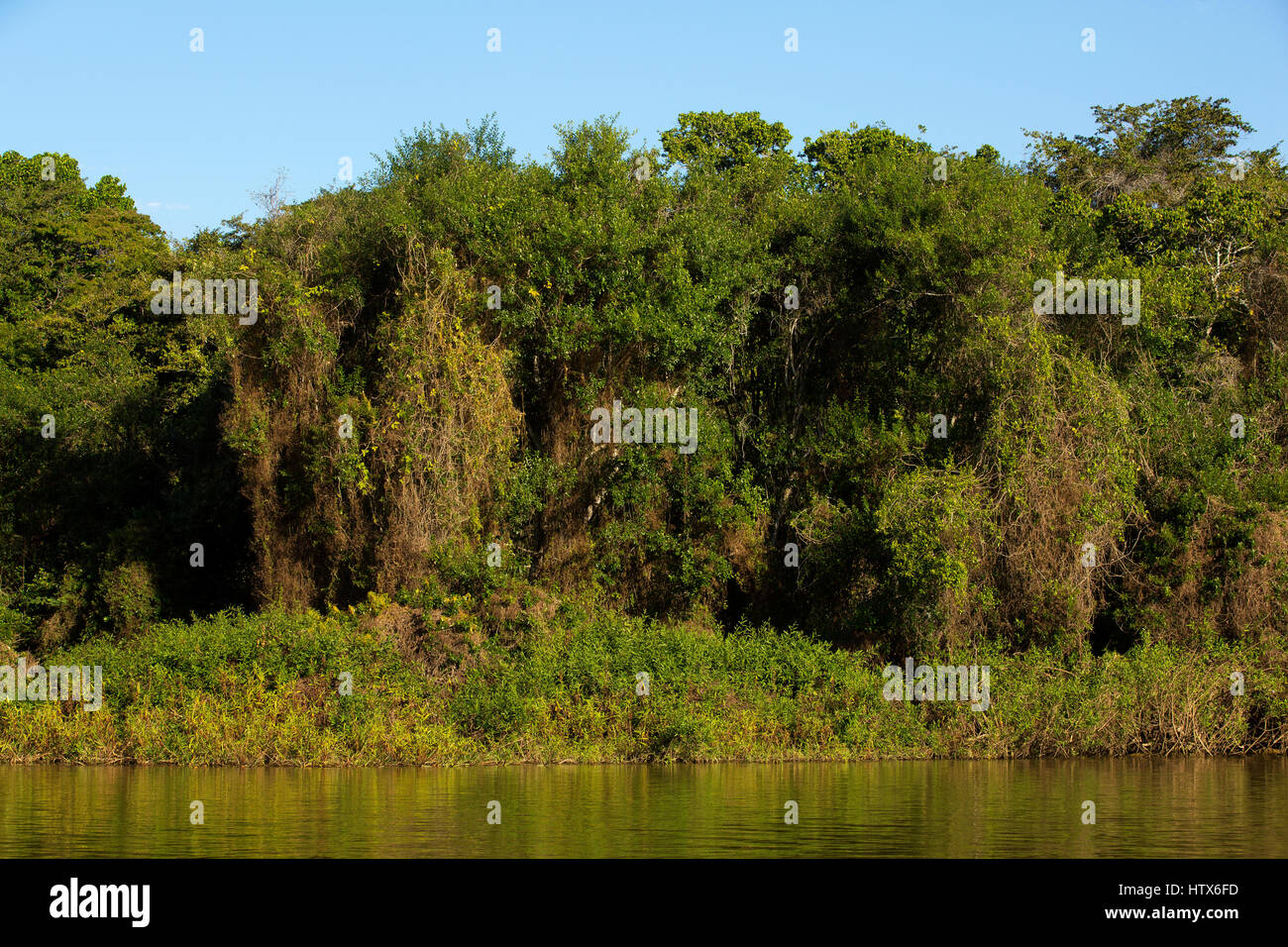 Dense areas hi-res stock photography and images - Alamy