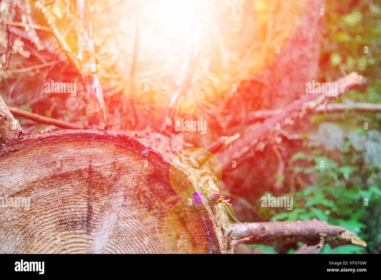 Tree trunk cross section in sunlight Stock Photo - Alamy